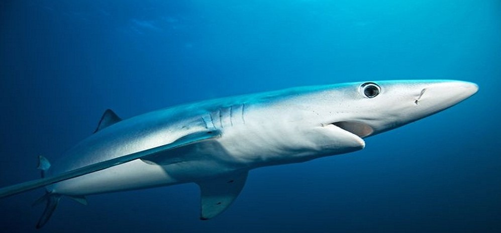 7 Hewan Paling Berbahaya Di Asia - ArenaHewan.com