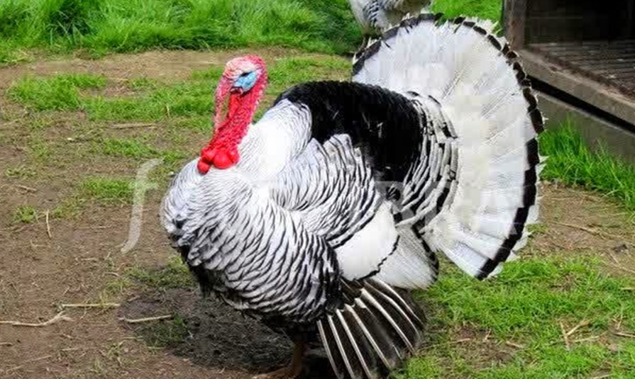 7 Jenis Hewan Di Kawasan Neartik - ArenaHewan.com