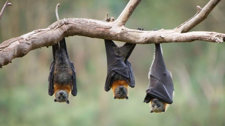 20 Hewan Pemakan Serangga yang Perlu Dikenali - ArenaHewan.com