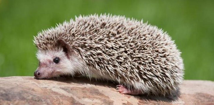 20 Hewan Pemakan Serangga yang Perlu Dikenali - ArenaHewan.com