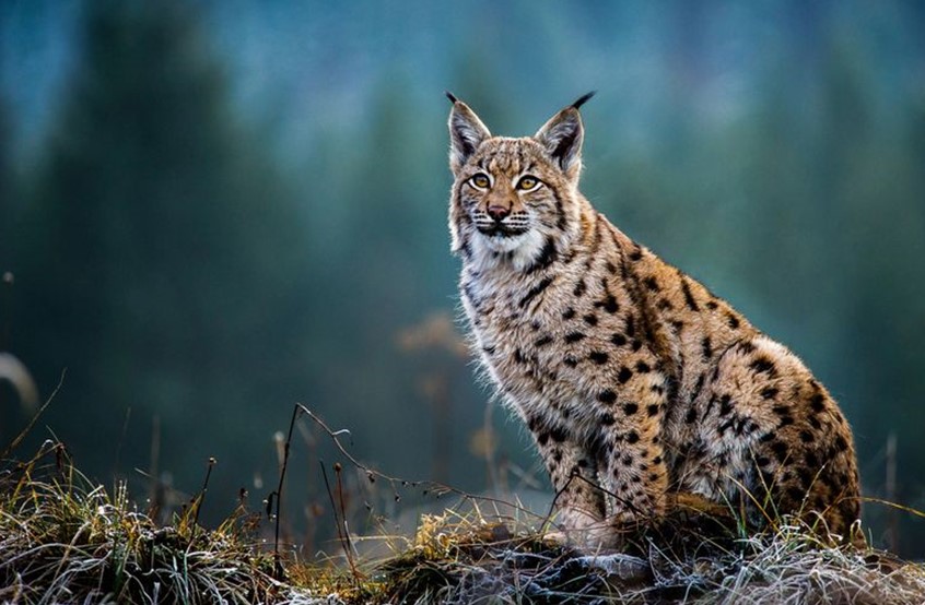 7 Hewan Paling Berbahaya Di Rusia - ArenaHewan.com