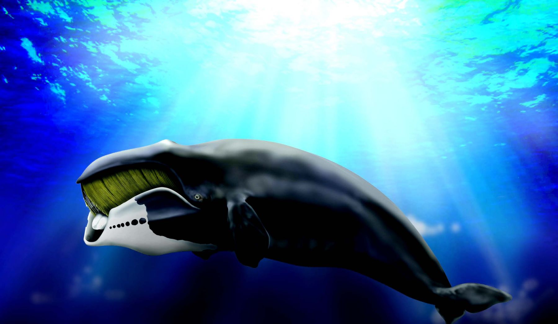 12 Hewan Dengan Umur Paling Panjang di Dunia - ArenaHewan.com