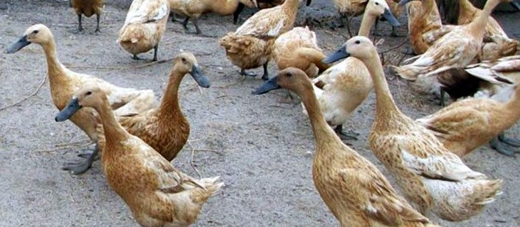 20 Contoh Hewan Ovipar yang Perlu Dikenali - ArenaHewan.com