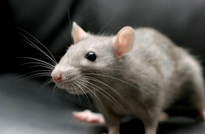 20 Hewan Pemakan Serangga yang Perlu Dikenali - ArenaHewan.com