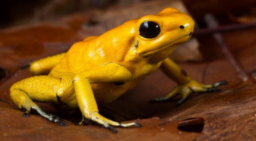 17 Hewan Paling Beracun di Dunia - ArenaHewan.com