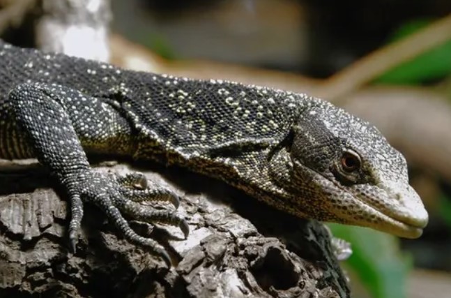 13 Jenis Kadal Di Indonesia yang Perlu Diketahui - ArenaHewan.com