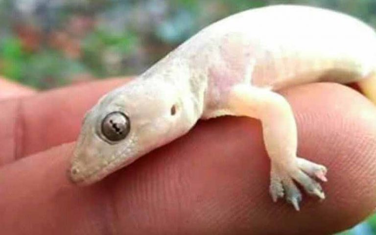 5 Jenis Cicak yang Jarang Diketahui - ArenaHewan.com