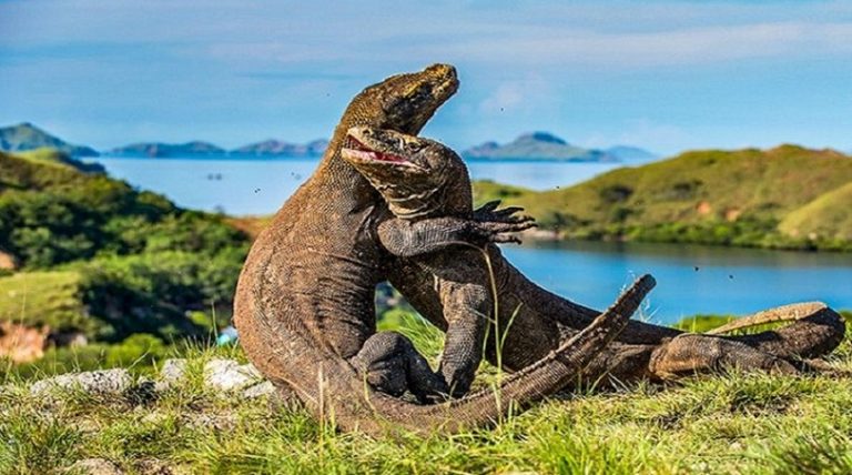 13 Jenis Kadal Di Indonesia yang Perlu Diketahui - ArenaHewan.com