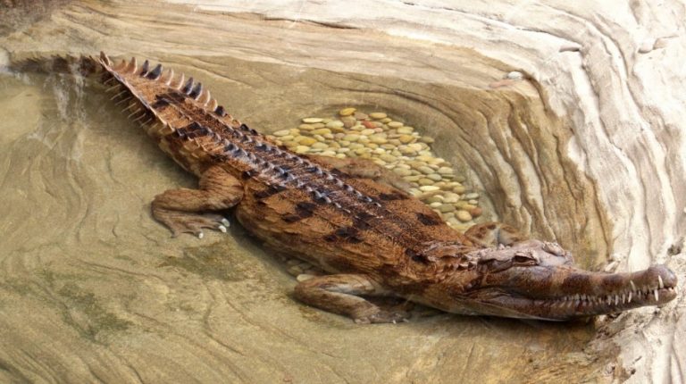 7 Jenis Buaya Di Indonesia - ArenaHewan.com