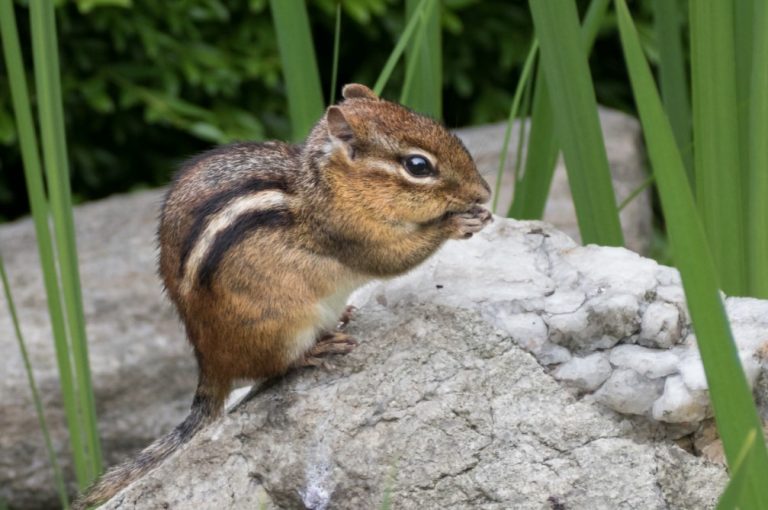 24 Hewan Yang Tinggal Di Dalam Tanah - ArenaHewan.com
