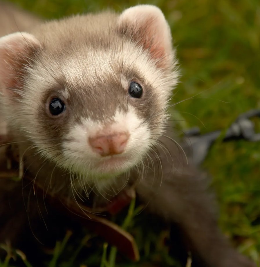 24 Hewan Yang Tinggal Di Dalam Tanah - ArenaHewan.com