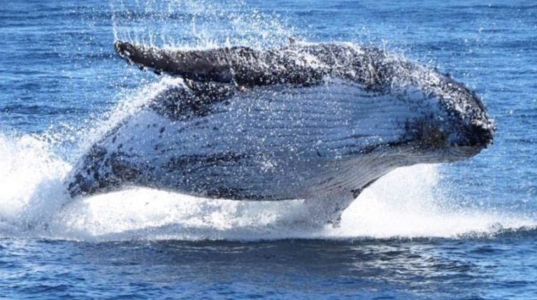 10 Hewan Yang Bermigrasi Paling Jauh - ArenaHewan.com