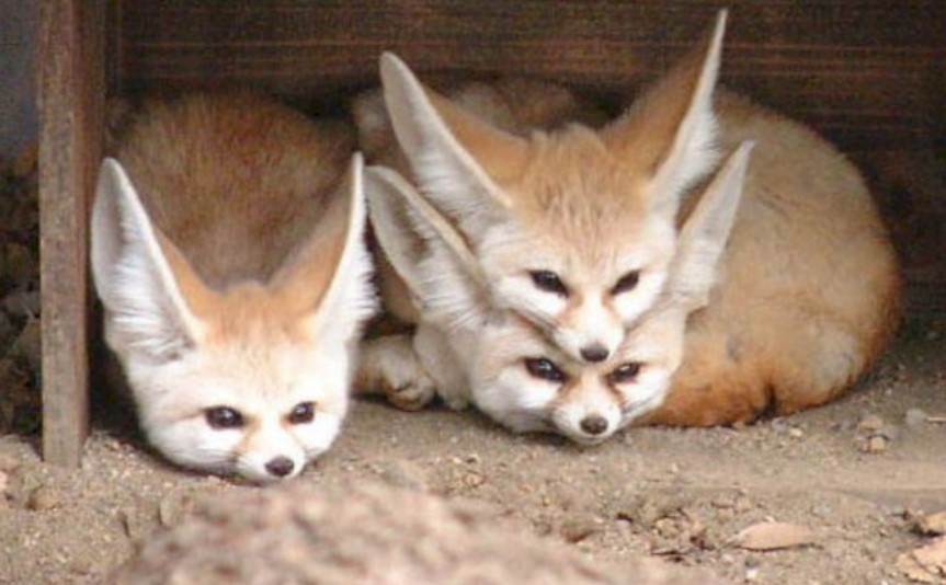 24 Hewan Yang Tinggal Di Dalam Tanah - ArenaHewan.com