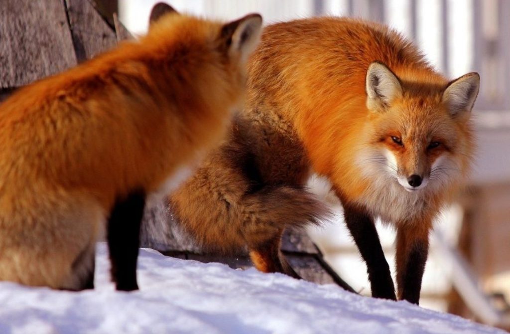 24 Hewan Yang Tinggal Di Dalam Tanah - ArenaHewan.com