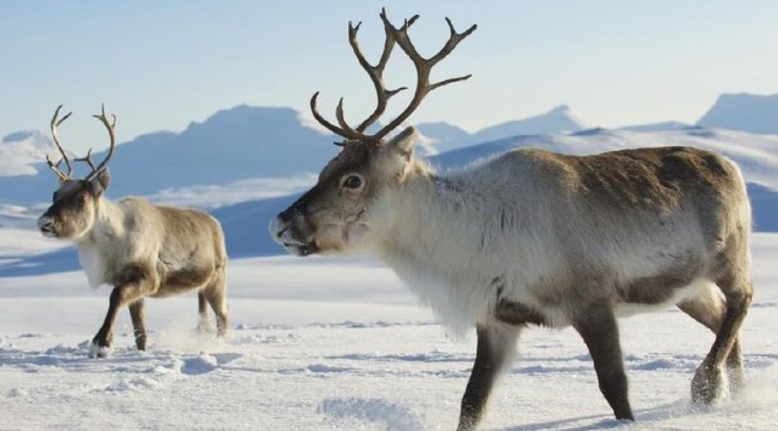 10 Hewan Yang Bermigrasi Paling Jauh - ArenaHewan.com