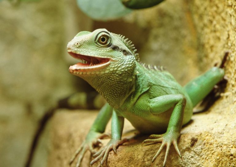 12 Jenis Reptil Yang Bisa Dipelihara di Rumah - ArenaHewan.com