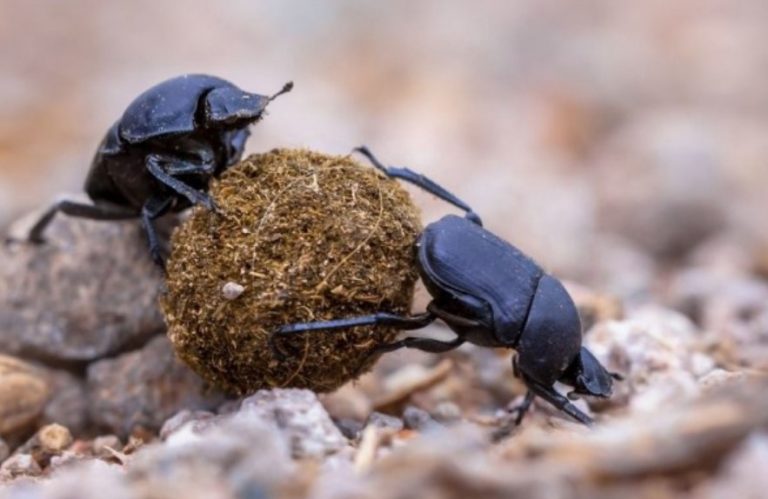 5 Hewan Detritivor yang Menguntungkan - ArenaHewan.com