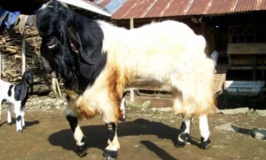 12 Jenis Kambing Unggulan Paling Cocok Untuk Ternak - ArenaHewan.com