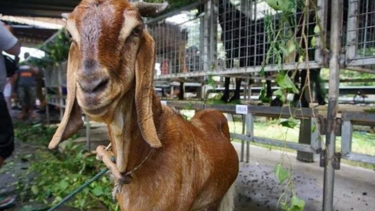 12 Jenis Kambing Unggulan Paling Cocok Untuk Ternak - ArenaHewan.com
