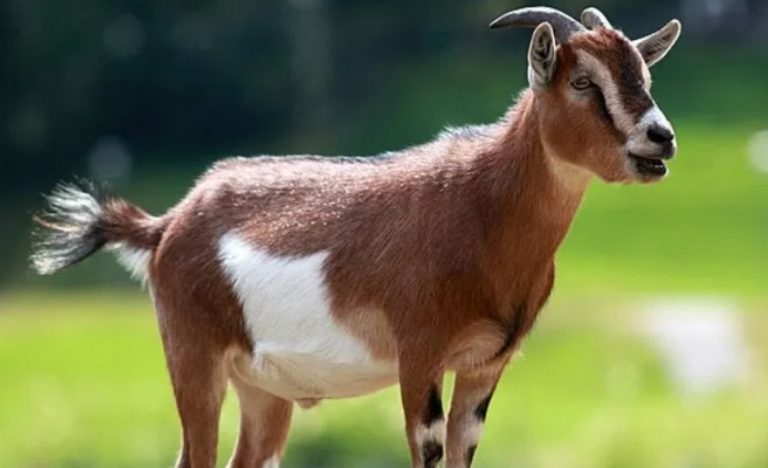 12 Jenis Kambing Unggulan Paling Cocok Untuk Ternak - ArenaHewan.com