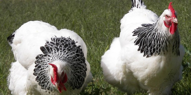 10 Jenis Ayam di Dunia yang Unik - ArenaHewan.com