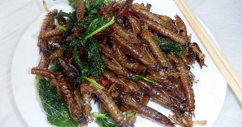 9 Jenis Serangga yang Bisa Dimakan - ArenaHewan.com