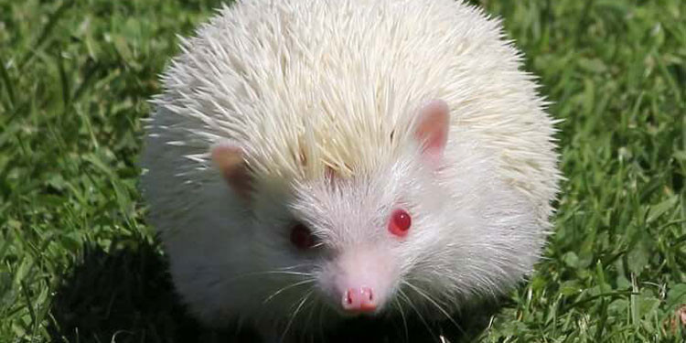 9 Jenis Landak Mini yang Bisa Dipelihara - ArenaHewan.com