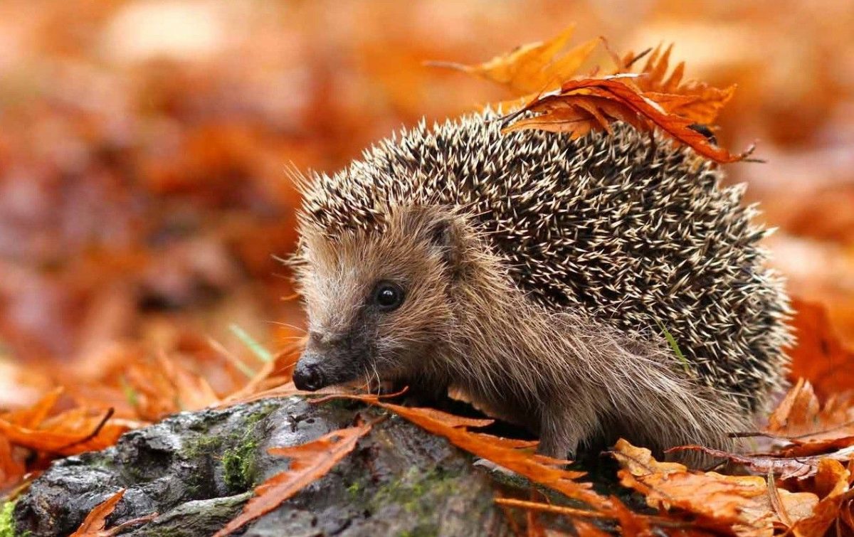 9 Jenis Landak Mini yang Bisa Dipelihara - ArenaHewan.com