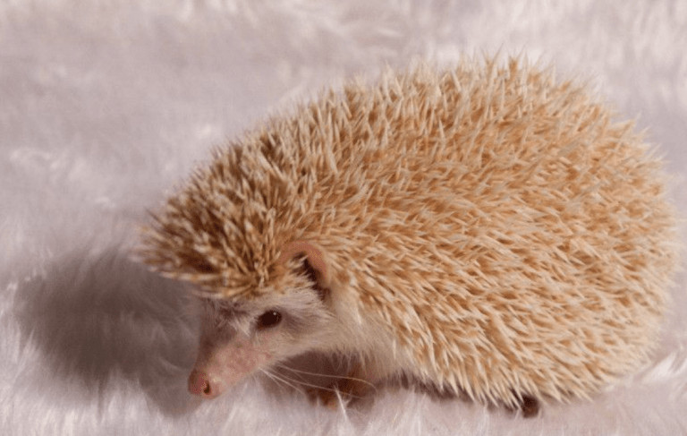 9 Jenis Landak Mini yang Bisa Dipelihara - ArenaHewan.com