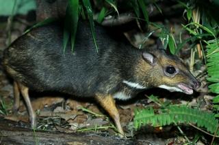 6 Hewan Khas Filipina yang Menakjubkan ArenaHewan.com Hewan Liar ...