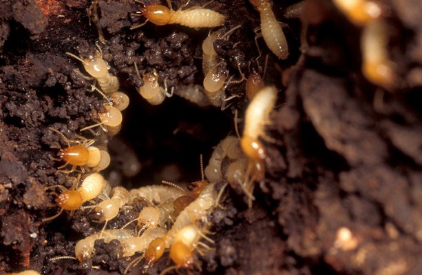 9 Jenis Serangga yang Bisa Dimakan - ArenaHewan.com