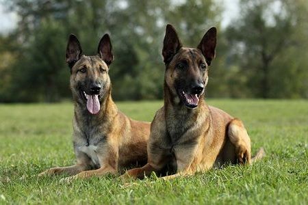 10 Jenis Anjing Pelacak dengan Penciuman Terbaik - ArenaHewan.com