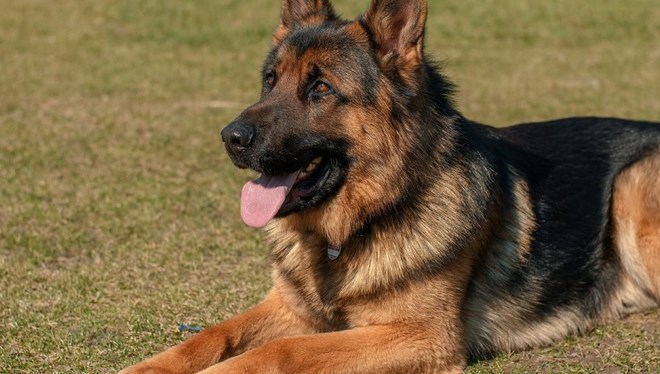 10 Jenis Anjing Pelacak dengan Penciuman Terbaik - ArenaHewan.com