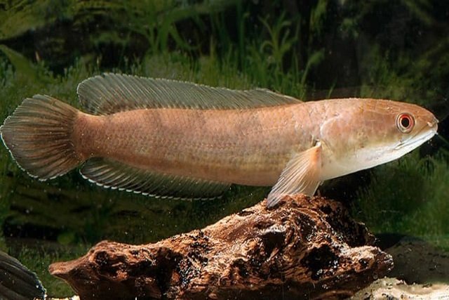 8 Jenis Ikan Predator yang Bisa Dipelihara - ArenaHewan.com