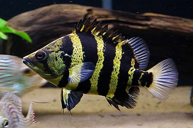 8 Jenis Ikan Predator yang Bisa Dipelihara - ArenaHewan.com