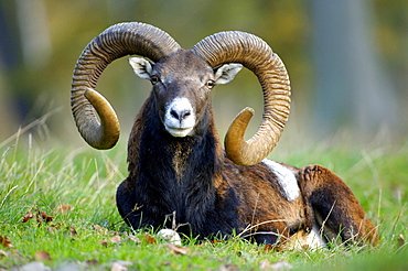 4 Kelompok Hewan Pemamah Biak (Ruminansia) - ArenaHewan.com