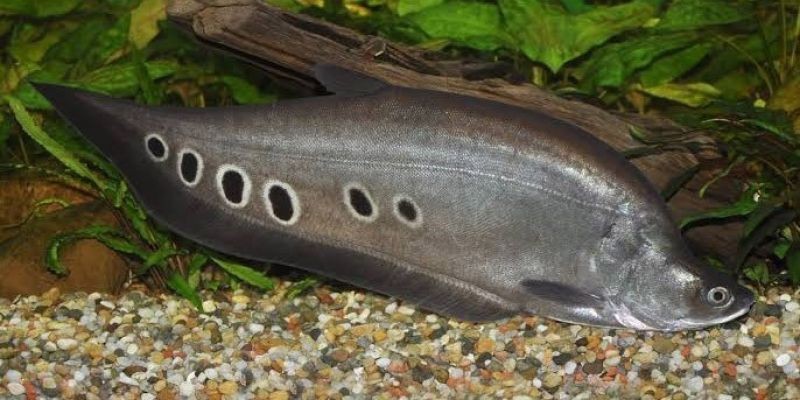 8 Jenis Ikan Predator yang Bisa Dipelihara - ArenaHewan.com