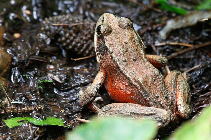 5 Hewan yang Melakukan Estivasi - ArenaHewan.com