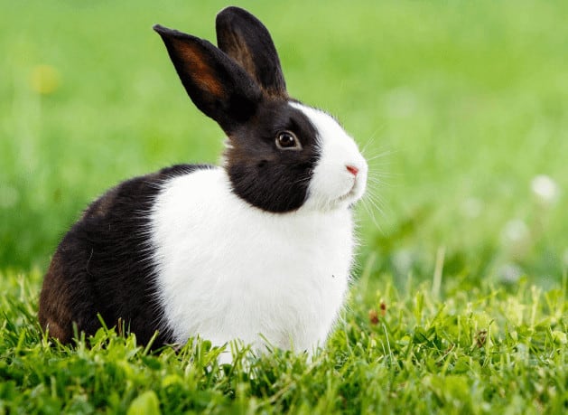 8 Jenis Kelinci yang Mudah Dipelihara - ArenaHewan.com