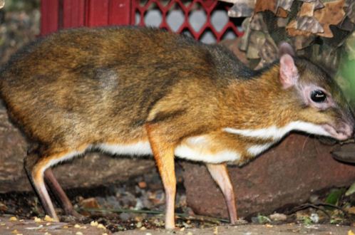 6 Hewan Khas Myanmar yang Unik dan Langka - ArenaHewan.com