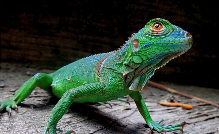 Jenis-jenis Iguana - ArenaHewan.com