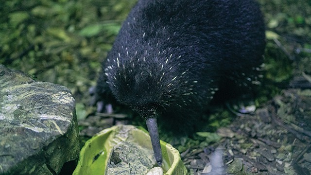 5 Hewan Khas Papua Yang Harus Diketahui - ArenaHewan.com