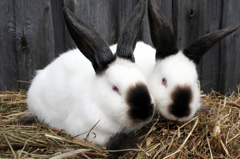 11 Jenis Kelinci yang Cocok sebagai Peliharaan - ArenaHewan.com