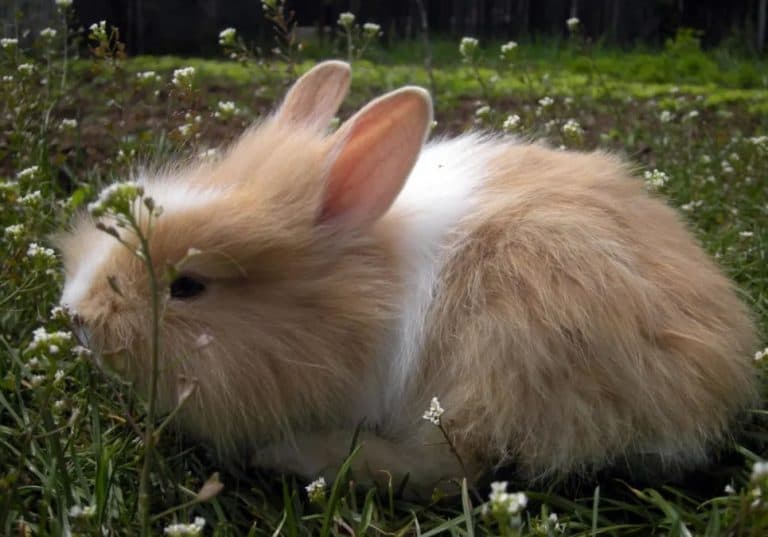 11 Jenis Kelinci yang Cocok sebagai Peliharaan - ArenaHewan.com