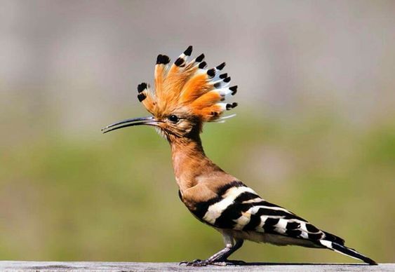 8 Hewan yang Mengeluarkan Bau Busuk untuk Melindungi Diri - ArenaHewan.com