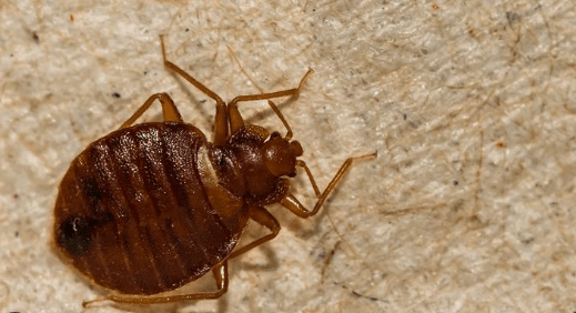 8 Hewan yang Mengeluarkan Bau Busuk untuk Melindungi Diri - ArenaHewan.com