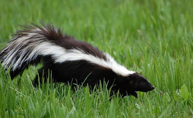 8 Hewan yang Mengeluarkan Bau Busuk untuk Melindungi Diri - ArenaHewan.com