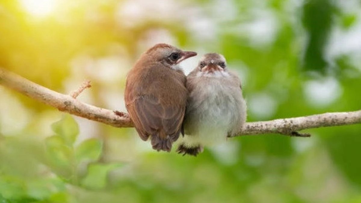 7 Jenis Burung Kicau Pemakan Serangga - ArenaHewan.com